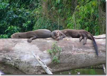 Cultura Guaraní: Lobito de río